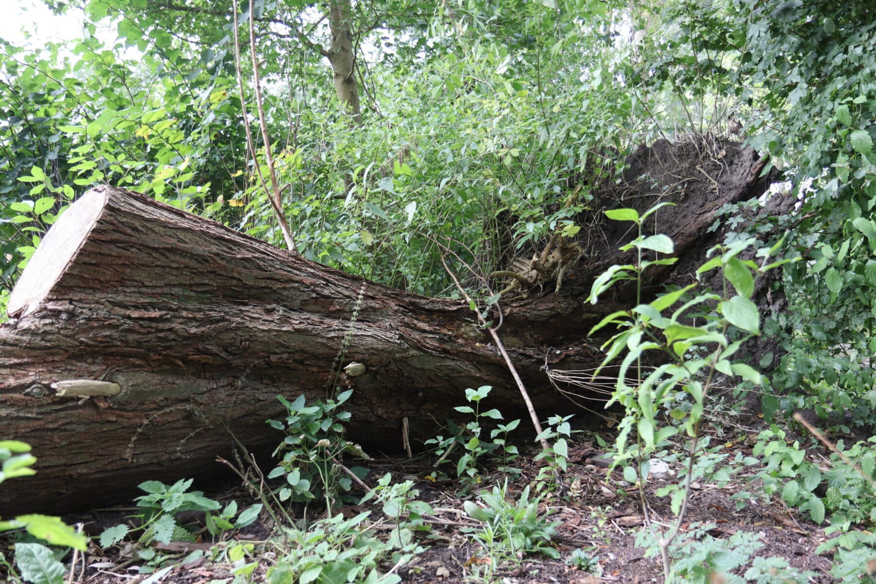 Bomenexpositie - Utopia Eiland